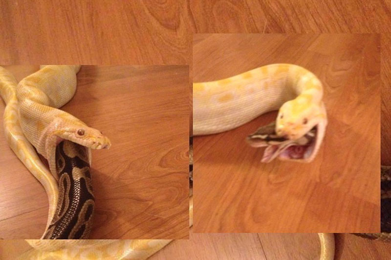 Benjamin Edwin Slinger - Snake College - HOAX